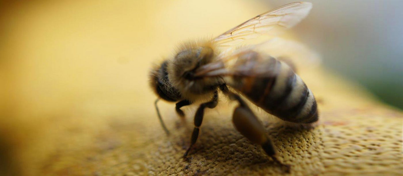 Stephen-Bennett-LEAN-BEE-1601 — Calgary and District Beekeepers Association