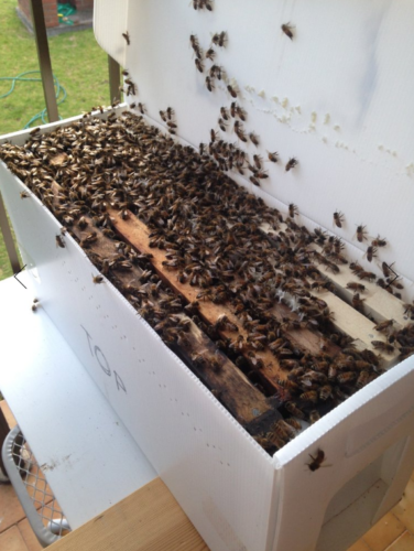 Local Alberta 5 Frame Nucs 2025 — Calgary and District Beekeepers ...